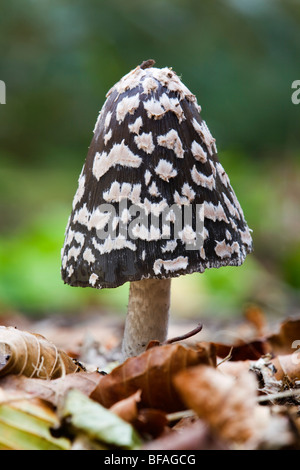 Magpie ink cap fungus (Coprinus picaceus). The fungus is in the later ...