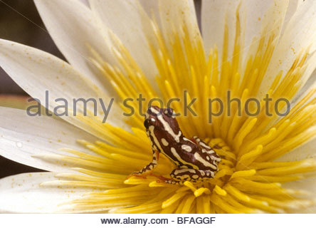 African Reed Frogs, Hyperolius sp., Hyperoliidae, Africa Stock Photo ...