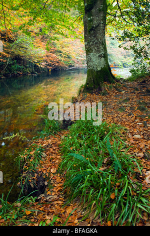 Respryn; woodland and river Fowey; autumn; Cornwall Stock Photo - Alamy