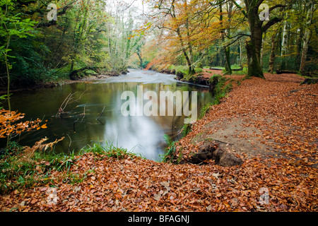 Respryn; woodland and river Fowey; autumn; Cornwall Stock Photo - Alamy