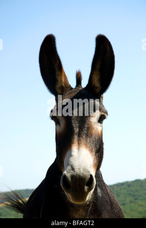 Donkey looking straight into camera Stock Photo - Alamy