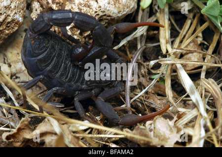 Black Fat-Tailed Scorpion (Androctonus bicolor) in the desert of ...