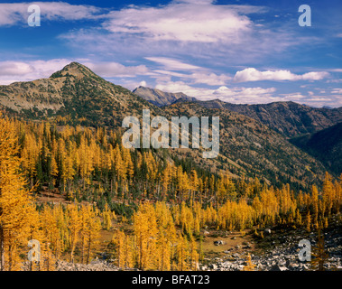 Groves of Subalpine Larch (Larix lyallii) on the northern section of ...