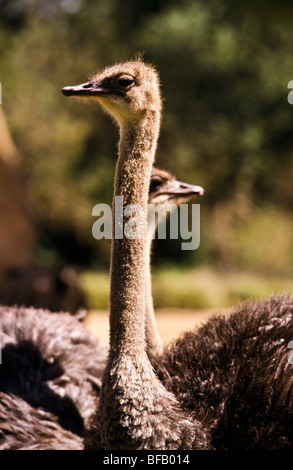 Side Profile - Ostrich Stock Photo - Alamy