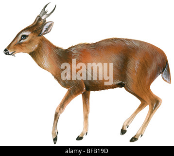 Indian muntjac, Muntiacus muntjak (rib-faced deer, Stylocerus muntjak ...