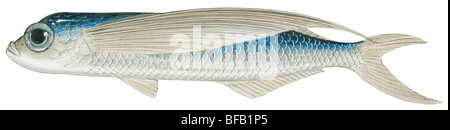 Exocoetus volitans, tropical two-winged flyingfish Stock Photo - Alamy
