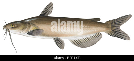 Illustration of a ray-finned fish catfish also known as mud cat ...