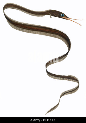 Slender snipe eel (Nemichthys scolopaceus) dead specimen, from deep sea ...