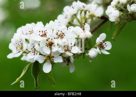 Pear (Pyrus communis) - flowers and fresh foliage Stock Photo - Alamy