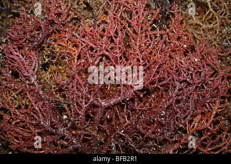 eucheuma seaweed algae Stock Photo - Alamy