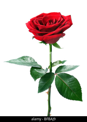 Leaf bud isolated on white Stock Photo - Alamy