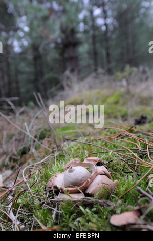 Common Earth-star (Geastrum triplex) fruiting body fresh 'egg' before ...