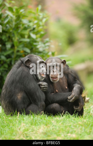 West African chimpanzee (Pan troglodytes verus) sitting thoughtfully in ...