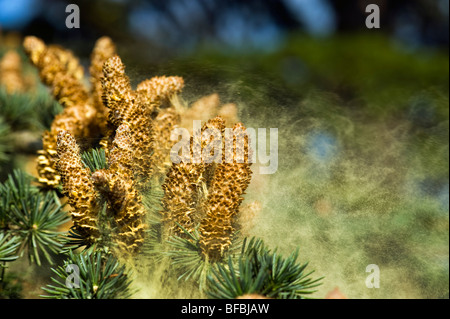 Shedding of pine pollen Stock Photo - Alamy