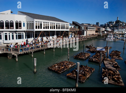 san francisco pier 39 harbor seals Stock Photo - Alamy