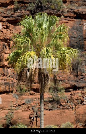 Red cabbage palms, Livingstona mariae, Palm Valley, Finke Gorge ...