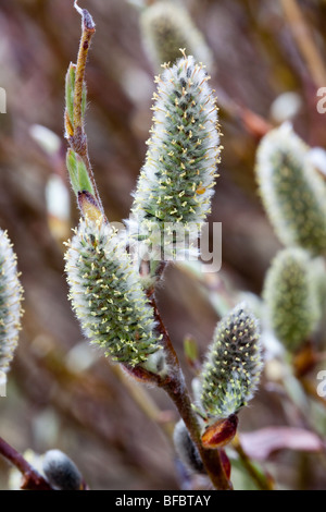 Downy Willow, Salix lapponum, female catkins Stock Photo - Alamy