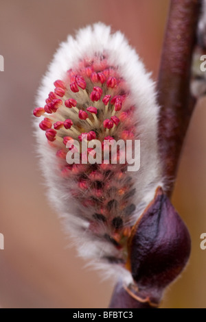 Downy Willow, Salix lapponum, male catkins Stock Photo - Alamy
