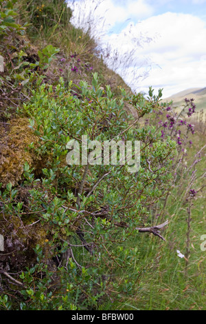 Mountain willow, salix arbuscula Stock Photo - Alamy