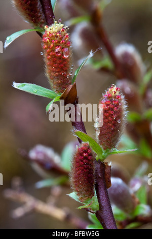 Mountain Willow (Salix arbuscula) with catkins Stock Photo - Alamy
