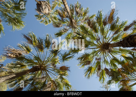 Red cabbage palms, Livingstona mariae, Palm Valley, Finke Gorge ...