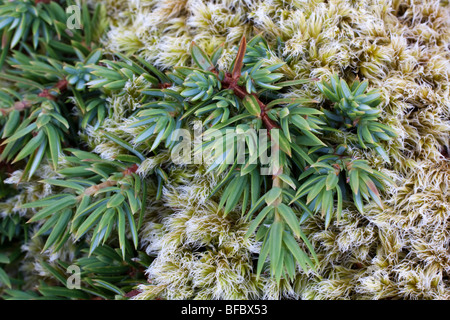 Prostrate Juniper, Juniperus communis nana Stock Photo: 26692268 - Alamy