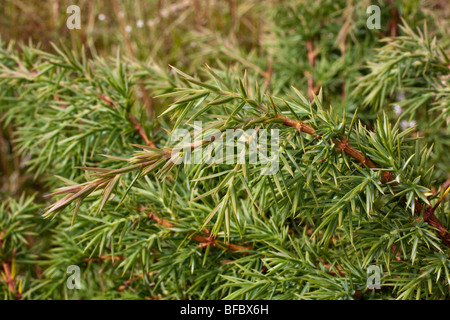 Prostrate Juniper, Juniperus communis nana Stock Photo - Alamy