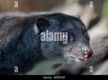 Ground Cuscus (phalanger gymnotis Stock Photo - Alamy