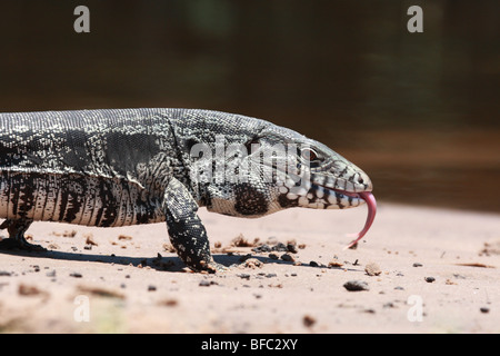 Wild Brazil lizard. Tegu in green grass. Argentine Black and White Tegu ...