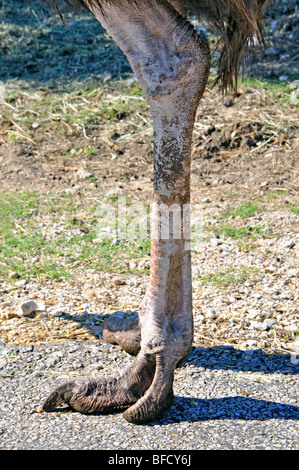 Ostrich foot Struthio camelus Stock Photo - Alamy