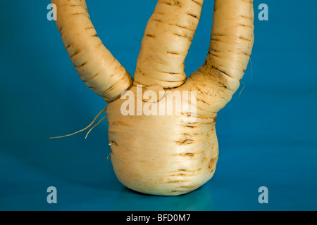 A common garden parsnip, a root and tuber vegatable Stock Photo - Alamy