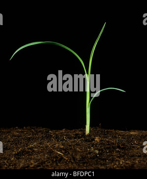 Awnless barnyard grass Echinochloa colonum young plant Stock Photo - Alamy
