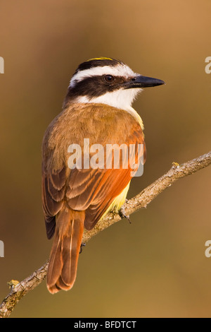 Great kiskadee (Pitangus sulphuratus) on a citrus tree in Costa Rica ...
