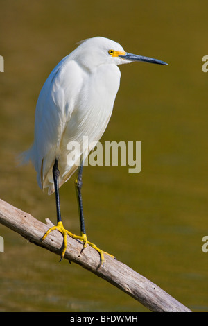 A snowy egret, Egretta thula, perched on some rocks, waiting for food ...