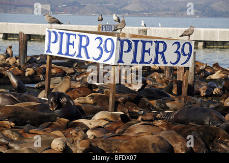 Seals at Pier 39 in San Francisco Stock Photo - Alamy