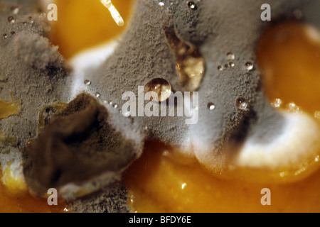 Mould on soup Stock Photo - Alamy