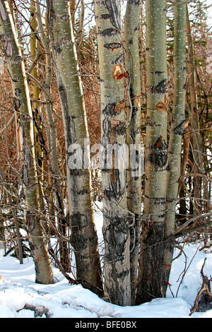 Elk in Winter Canada Stock Photo - Alamy