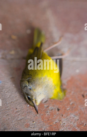 Small dead bird Stock Photo - Alamy