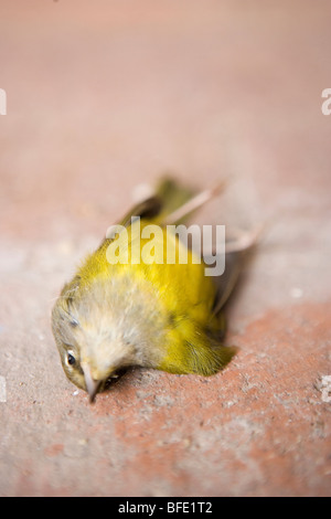 dead yellow finch Stock Photo - Alamy