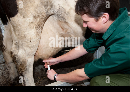 Cattle farming, vet administering antibiotic tube to prevent mastitis ...