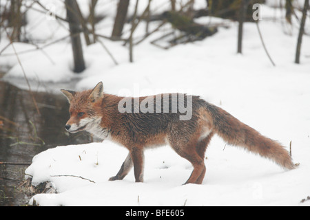 Red fox (Vulpes vulpes) marking territory by rubbing scent gland in the ...
