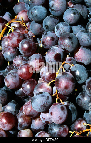 grape family (Vitaceae Stock Photo - Alamy