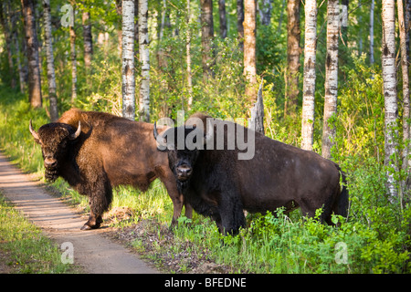 Wild animals roaming freely in Zebula game reserve in South Africa ...