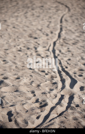 sandy path with cycle bike tire tracks with perspective. background ...