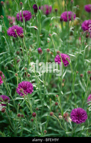 Close up of purple cornflowers Stock Photo - Alamy