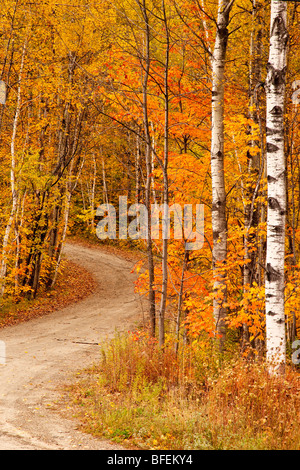 USA, Vermont, Stowe, birch trees around wetlands above the Toll House ...
