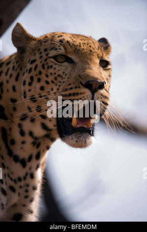 A close up shot of an African Leopard Stock Photo - Alamy