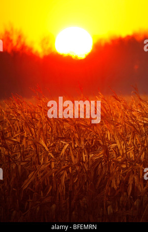 Indiana sunrise with corn Stock Photo - Alamy