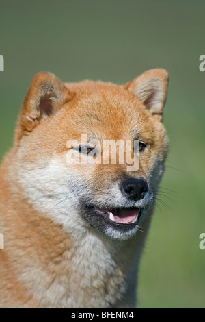 Shiba Inu Portrait Stock Photo - Alamy