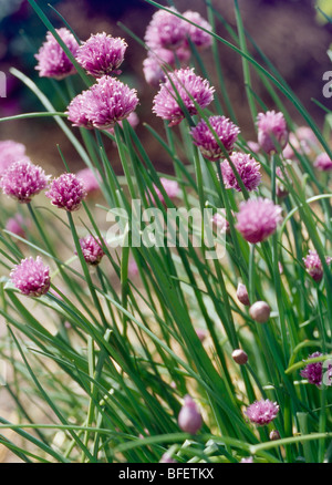 pink chives flowers Stock Photo - Alamy